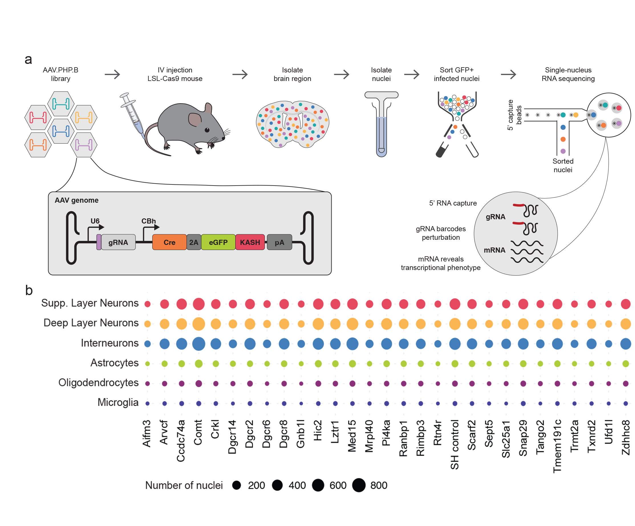 AAV-Perturb-seq – Laboratory for Biological Engineering | ETH Zurich AAV-Perturb-seq – Laboratory for Biological Engineering | ETH Zurich